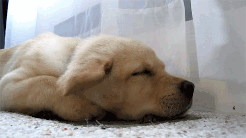 Labrodor GIFs - Get the best gif on GIFER