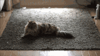 Carpets GIFs - Get the best gif on GIFER