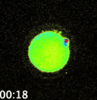 Enzyme GIFs - Get the best gif on GIFER