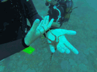 Dive GIFs - Get the best gif on GIFER