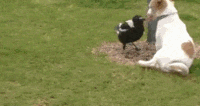 Magpies GIFs - Get the best gif on GIFER