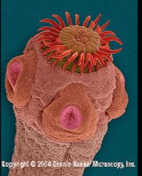 Microscopy GIFs - Get the best gif on GIFER