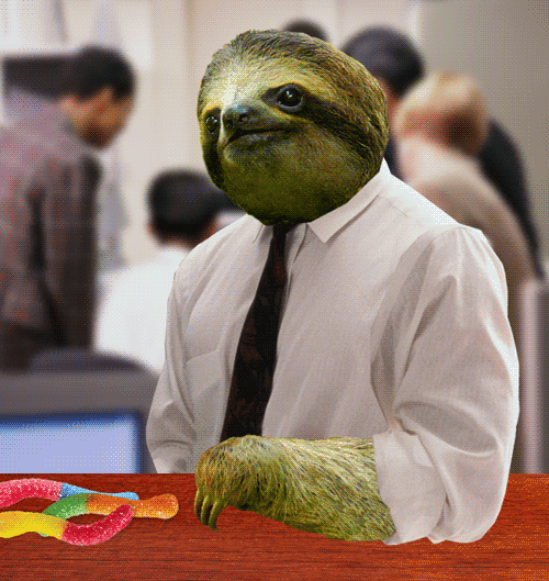 Two toed sloth GIF - Conseguir o melhor gif em GIFER