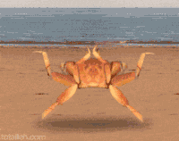 Crab GIFs - Get the best gif on GIFER