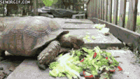 Tortoise GIFs - Get the best gif on GIFER