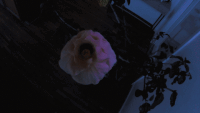 Hibiscus GIFs - Get the best gif on GIFER
