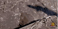 Swamp GIFs - Get the best gif on GIFER