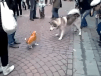 Bark GIFs - Get the best gif on GIFER