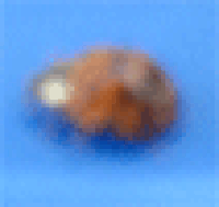 Lady bug GIFs - Get the best gif on GIFER