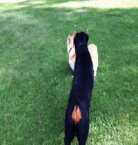 Rottweiler GIFs - Get the best gif on GIFER