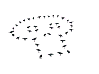 Crow GIFs - Get the best gif on GIFER