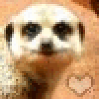 Suricate GIFs - Get the best gif on GIFER