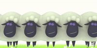 Sheep GIFs - Get the best gif on GIFER