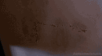 Fink GIFs - Get the best gif on GIFER