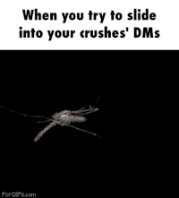 Dms GIFs - Get the best gif on GIFER