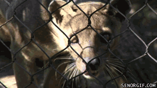 Fossa GIF - Conseguir o melhor gif em GIFER