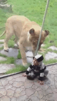 Badger GIFs - Get the best gif on GIFER