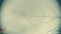 Fungi GIFs - Get the best gif on GIFER