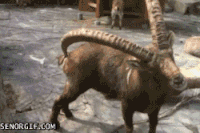 Ram GIFs - Get the best gif on GIFER