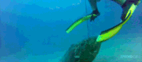Goliath grouper GIF - Conseguir o melhor gif em GIFER