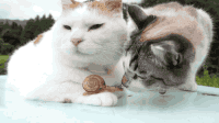 Snail GIFs - Get the best gif on GIFER