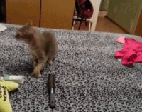 Achoo GIFs - Get the best gif on GIFER