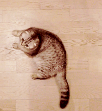 Laying GIFs - Get the best gif on GIFER