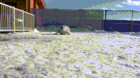 Boing GIFs - Get the best gif on GIFER