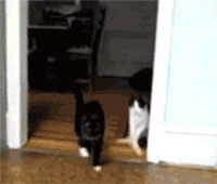 Peep GIFs - Get the best gif on GIFER