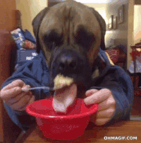 Dog Eating Food Gif