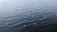 Impressionism GIFs - Obtenez le meilleur gif sur GIFER