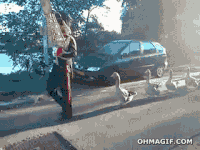 Duck walk GIFs - Get the best gif on GIFER