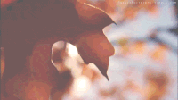 Autumn GIFs - Get the best gif on GIFER