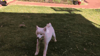 Catching GIFs - Get the best gif on GIFER