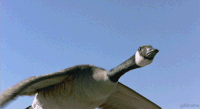 Goose GIFs - Get the best gif on GIFER