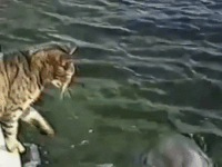 Purchasing GIFs - Get the best gif on GIFER