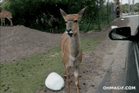 Antelope GIFs - Get the best gif on GIFER