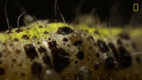 Wasp GIFs - Get the best gif on GIFER