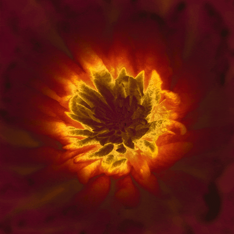 Triffids GIF - Conseguir o melhor gif em GIFER