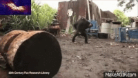 Chimp GIFs - Get the best gif on GIFER