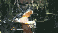 Alligators GIFs - Get the best gif on GIFER