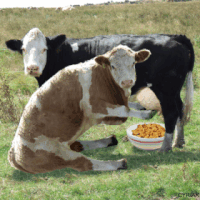 Cows GIFs - Get the best gif on GIFER