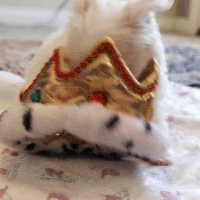 Maltese GIFs - Get the best gif on GIFER