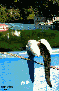 Cat typing GIFs - Get the best gif on GIFER