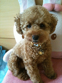 Poodle GIFs - Get the best gif on GIFER