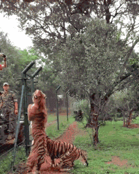 Tigre GIFs - Get the best gif on GIFER