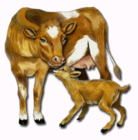 Cows GIFs - Get the best gif on GIFER