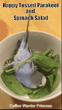 Parakeet GIFs - Get the best gif on GIFER