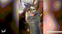 Stink GIFs - Get the best gif on GIFER