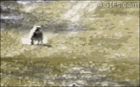 Shocked cat GIFs - Get the best gif on GIFER